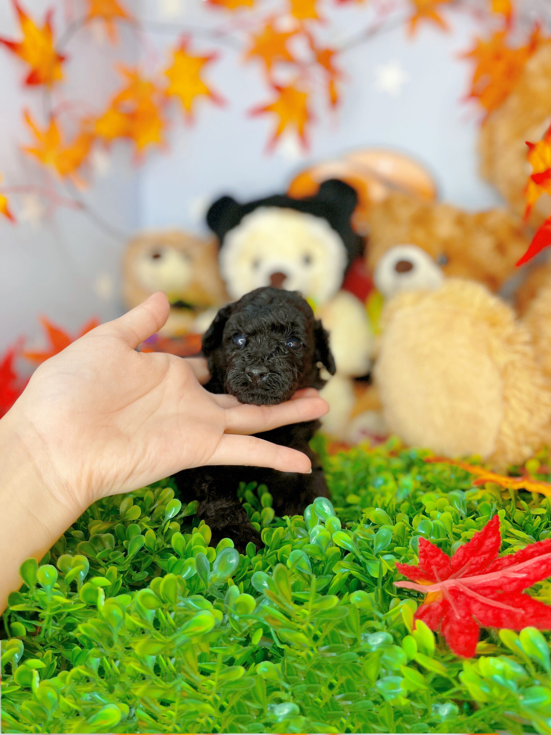 可愛く写真が撮れたのでアップさせて頂きます♪ | 大阪市のトイプードル専門ドッグブリーダーKamKam(カムカム)