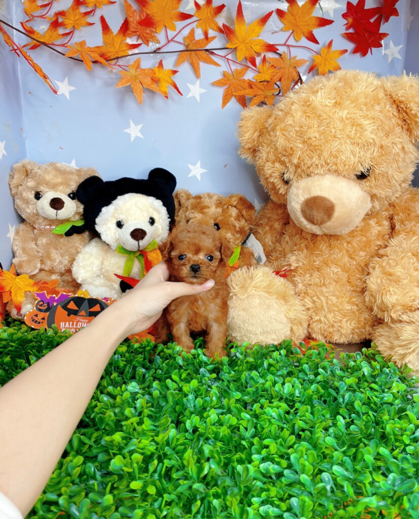 マイクロティーカッププードルの子犬です♪ | 大阪市のトイプードル専門ドッグブリーダーKamKam(カムカム)