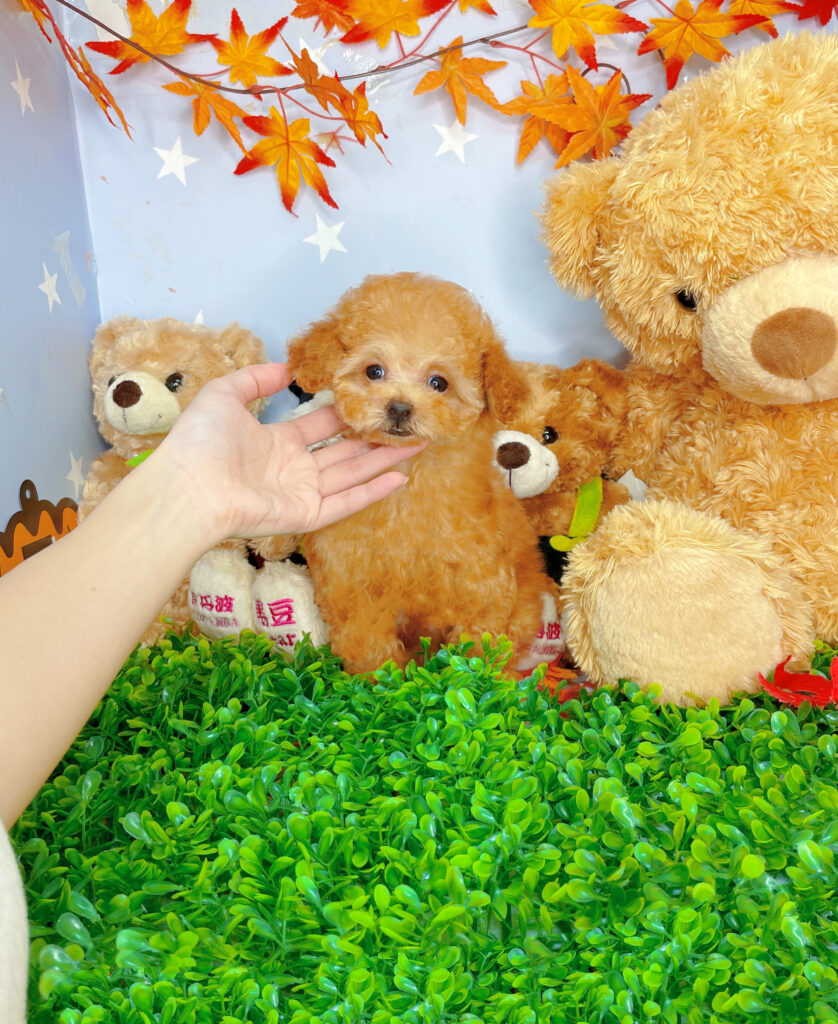 マイクロティーカッププードルの子犬ちゃんです | 大阪市のトイプードル専門ドッグブリーダーKamKam(カムカム)