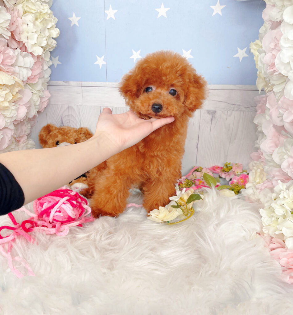 kamkamブリーダー お客様が見学に来られました | 大阪市のトイプードル専門ドッグブリーダーKamKam(カムカム)