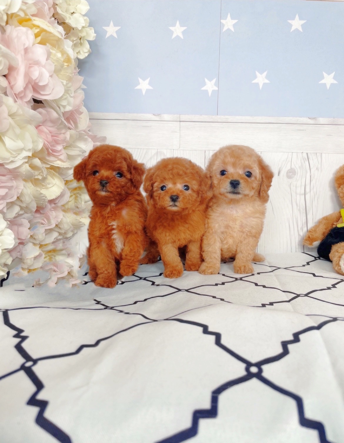 トイプードルのミスカラーとは？| 大阪市のトイプードル専門ドッグブリーダーKamKam(カムカム)