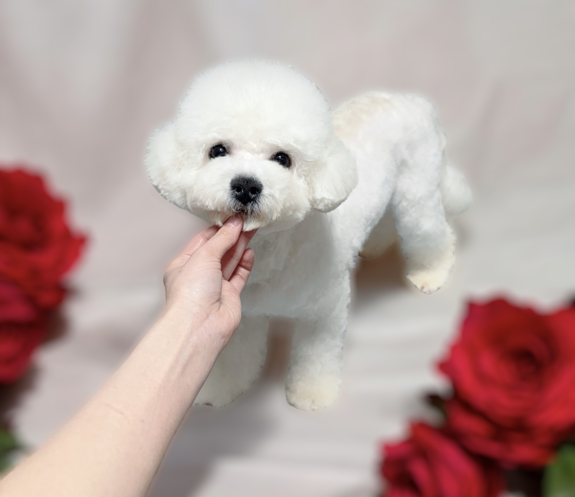 ビションフリーゼの子犬ちゃんです| 大阪市のトイプードル専門ドッグブリーダーKamKam(カムカム)