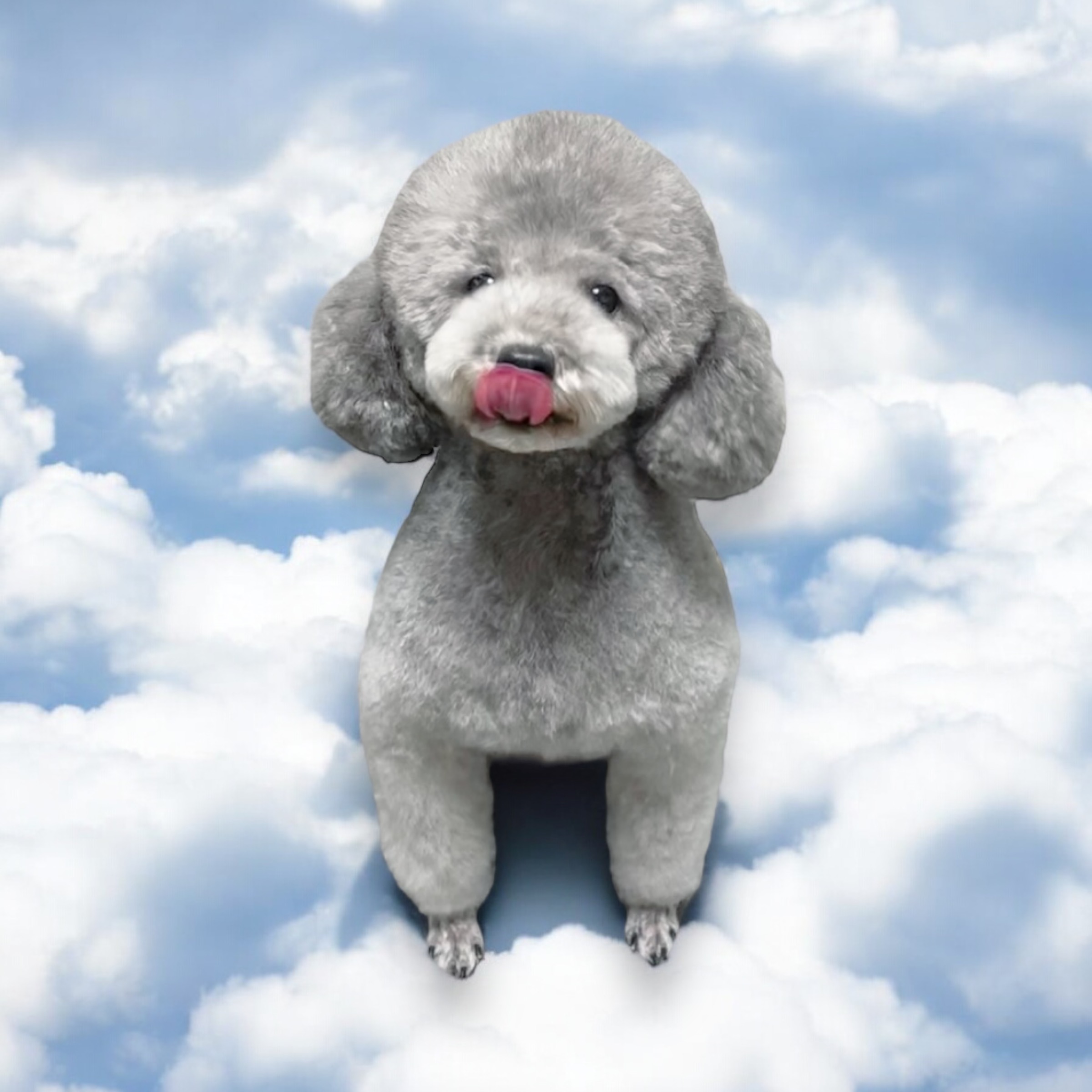 トリミングに来てくれたトイプードルちゃん達 | 大阪市のトイプードル専門ドッグブリーダーKamKam(カムカム)