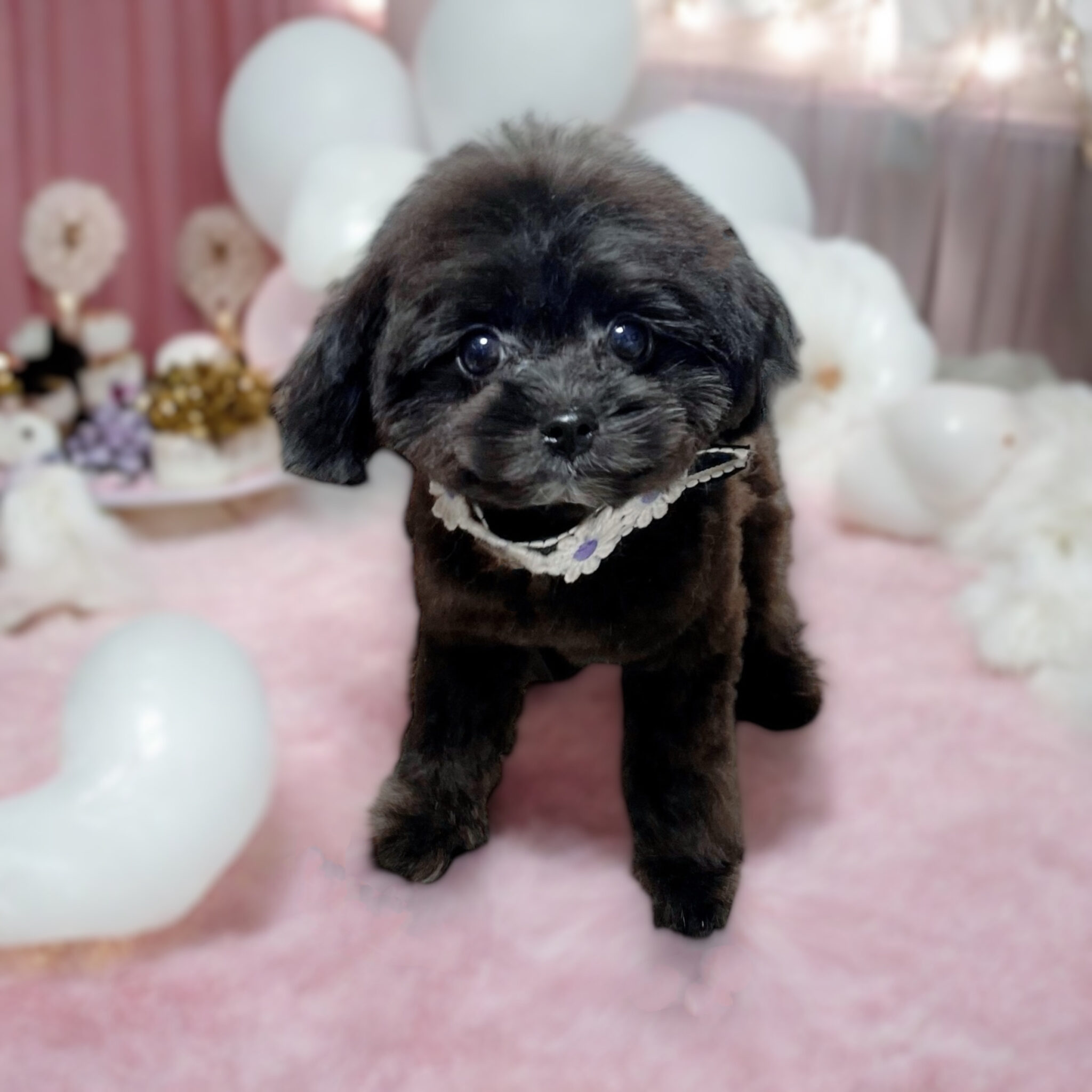 新年明けましておめでとうございます | 大阪市のトイプードル専門ドッグブリーダーKamKam(カムカム)