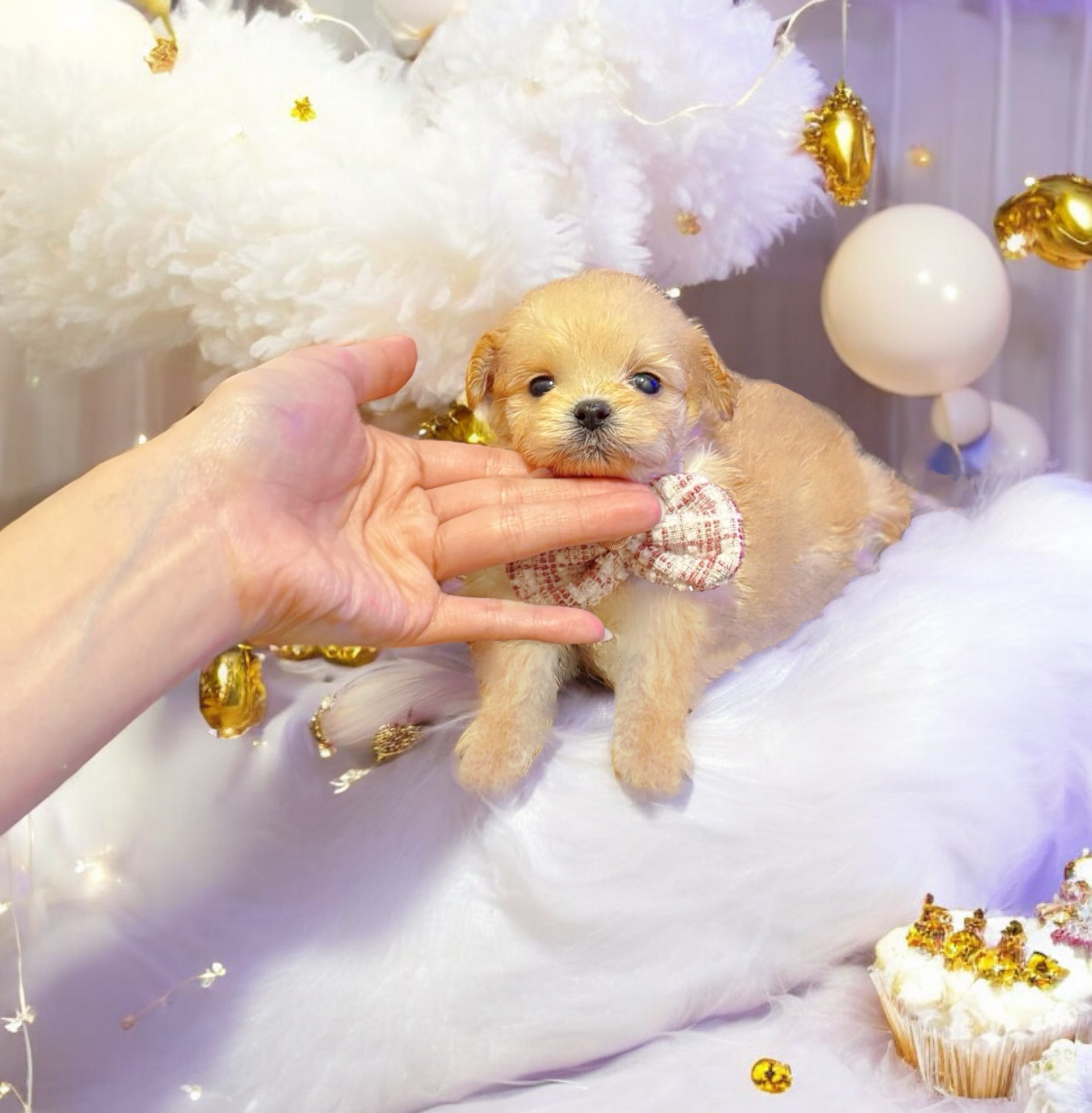 ポメラニアンとプードルのハーフ犬です♪ | 大阪市のトイプードル専門ドッグブリーダーKamKam(カムカム)