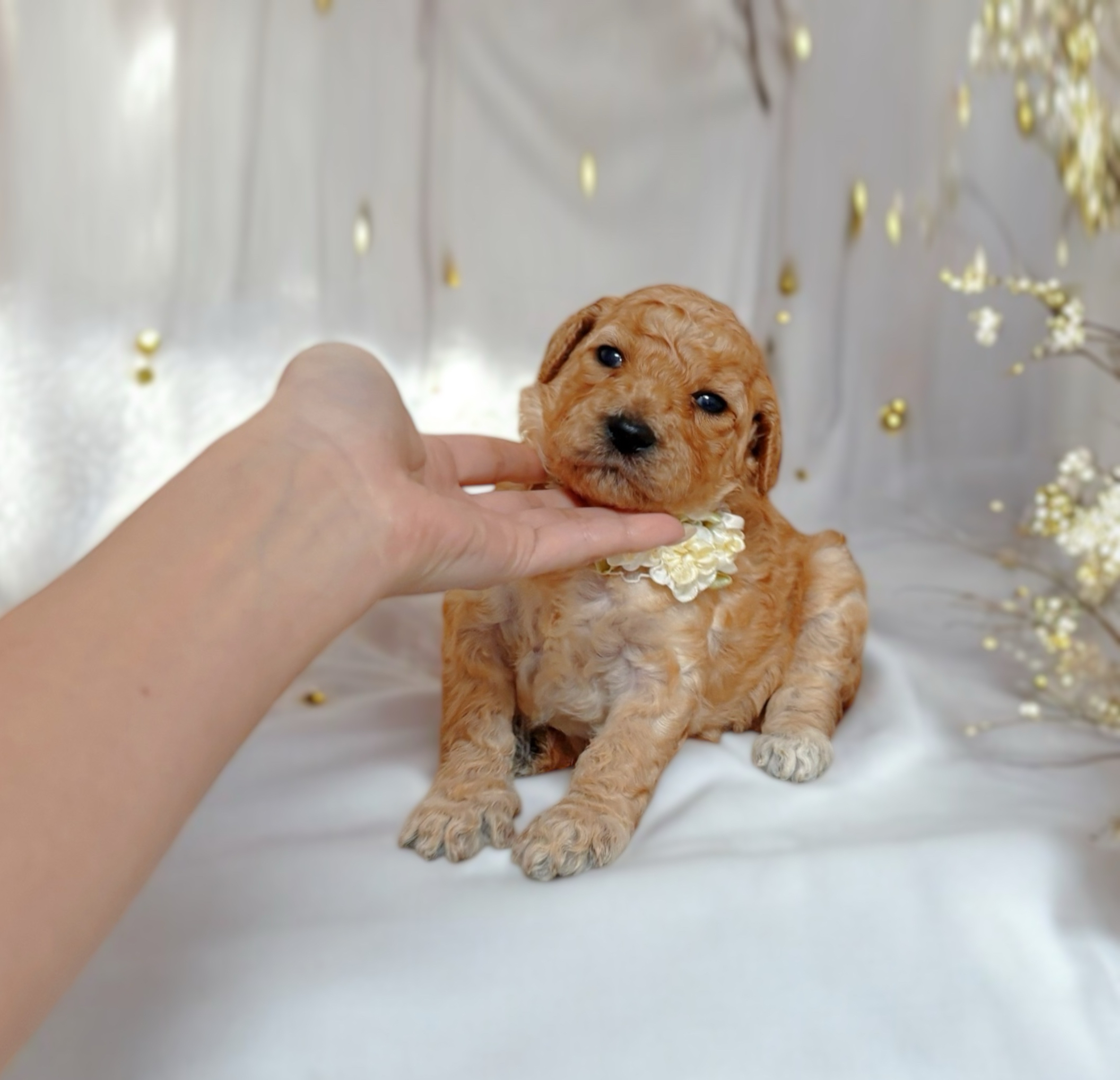 スタンダードプードルの子犬ちゃんです | 大阪市のトイプードル専門ドッグブリーダーKamKam(カムカム)