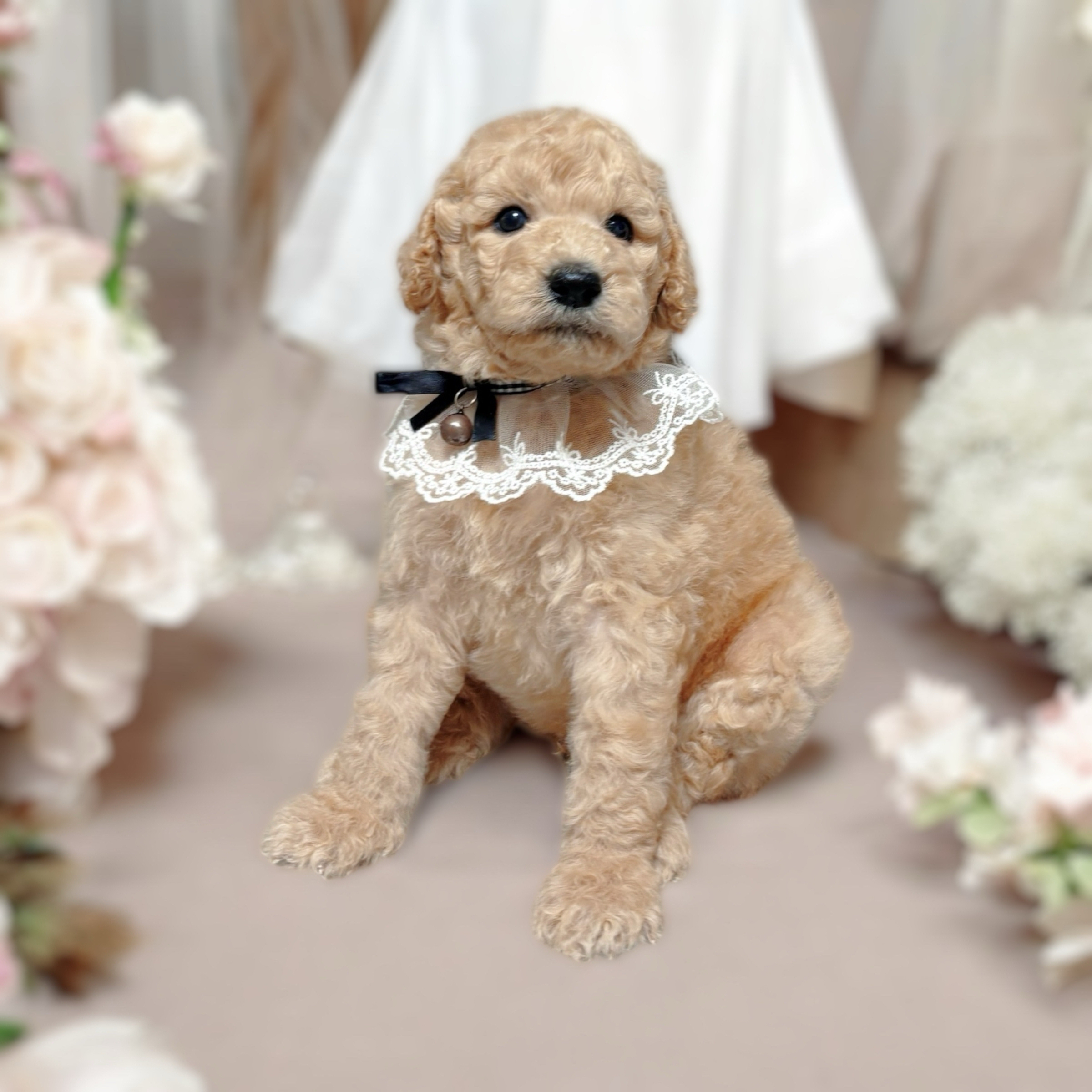 スタンダードプードルの子犬ちゃんです | 大阪市のトイプードル専門ドッグブリーダーKamKam(カムカム)