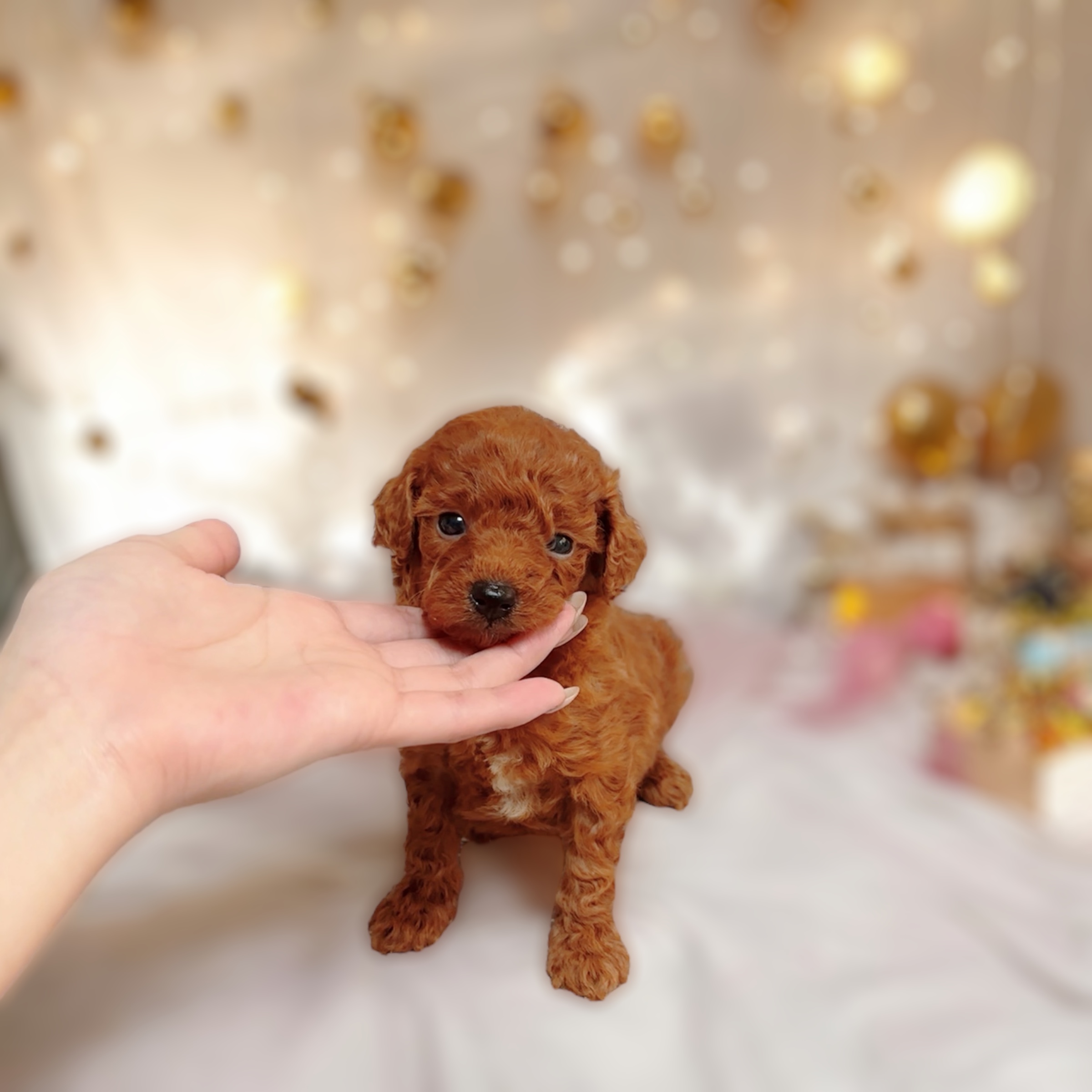 ティーカッププードルの女の子です♡ | 大阪市のトイプードル専門ドッグブリーダーKamKam(カムカム)