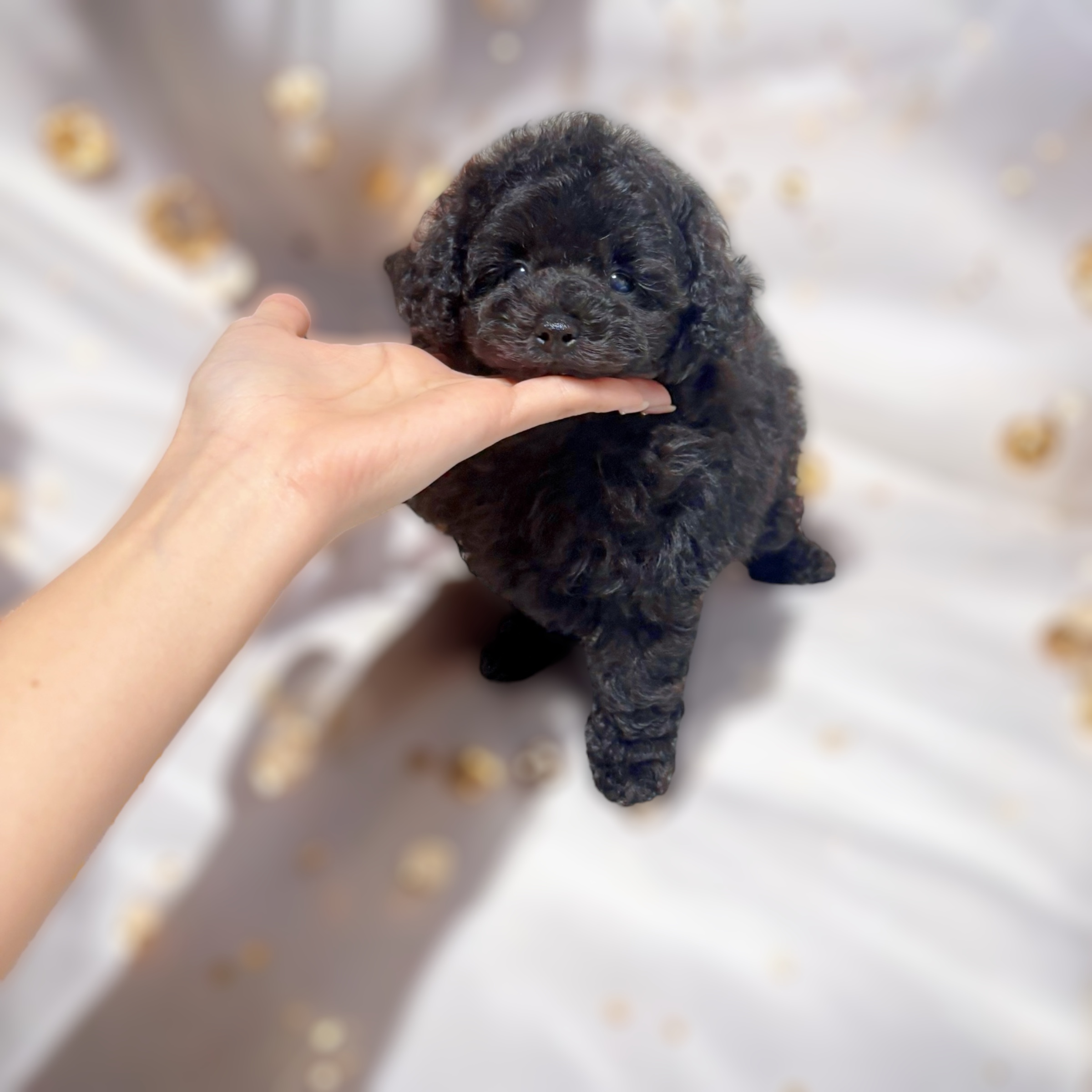 ブラックカラーのトイプードルの赤ちゃん | 大阪市のトイプードル専門ドッグブリーダーKamKam(カムカム)
